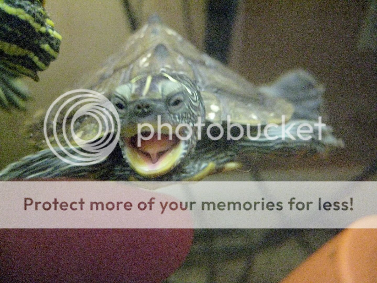 The inner workings of a map turtle's beak - General Turtle Discussions ...